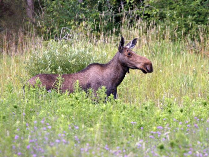 Study: Adirondack moose numbers low but stable | St. Lawrence County ...