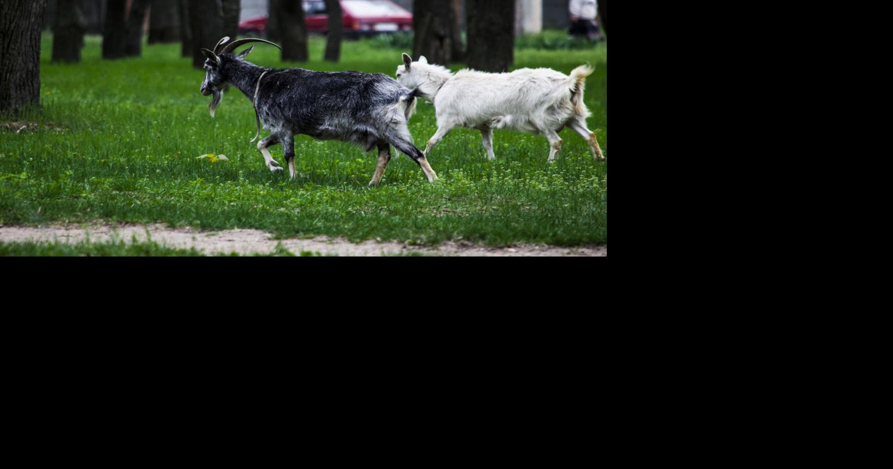 Goats go on the lam in San Francisco and head for Ghirardelli Square ...