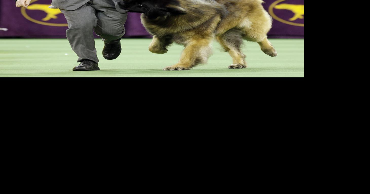 CJ the German shorthaired pointer wins Westminster | Arts and Life ...