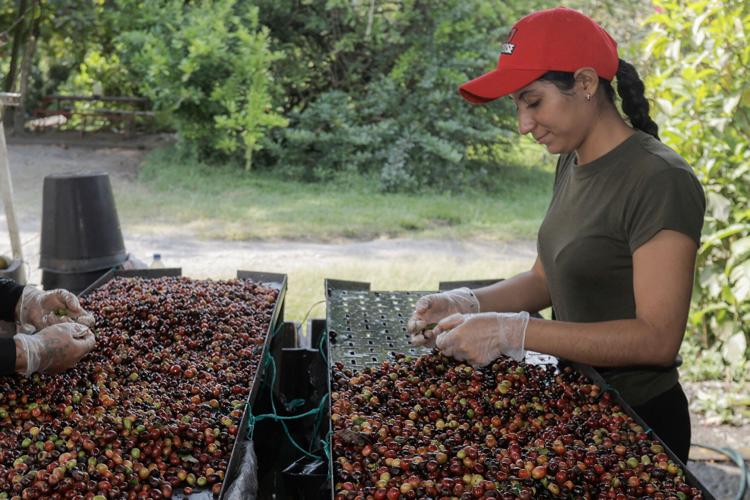 From bean to cup Colombian women are taking on the coffee patriarchy ...