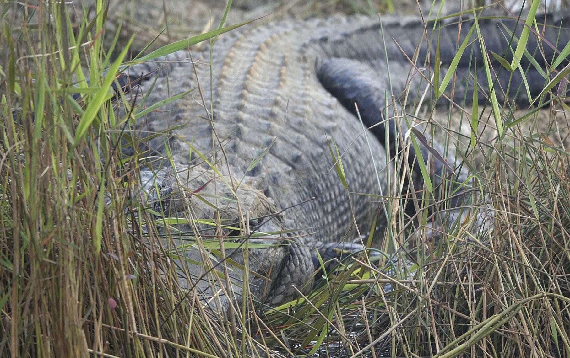 Alligator gets into party mood, spewing Diet Coke everywhere | News ...