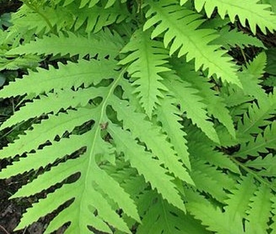 North country naturalist: Sensitive Fern (Onoclea sensibilis ...