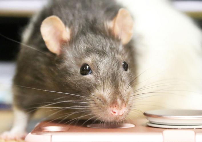 KPS fifth graders foster rats to be adopted | Education | nny360.com