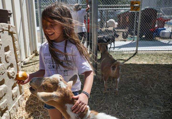 More than 150 goats live on elementary school campus | Kidscontent ...