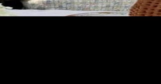 Patricia Ann Shippee | Obituaries | nny360.com