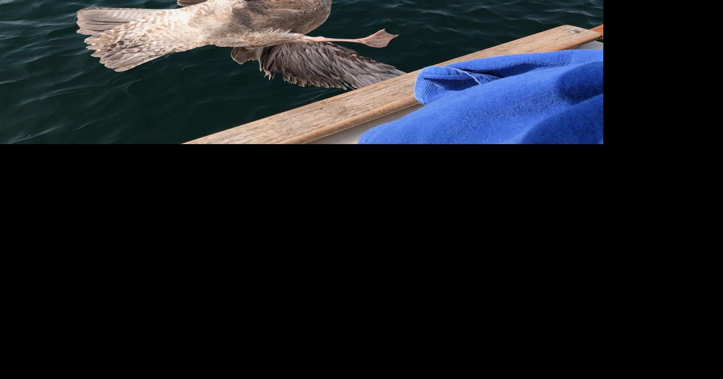 Couple nurse injured seagull back to health | News | nny360.com
