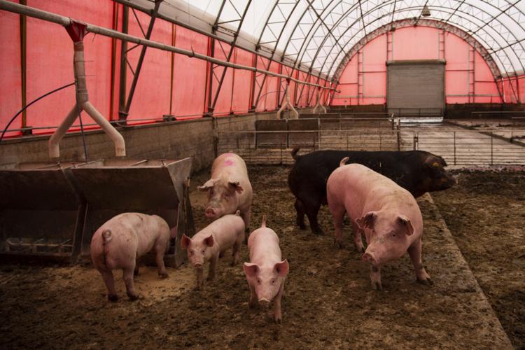 Rodman livestock farm focuses on direct sales to consumers | Jefferson ...