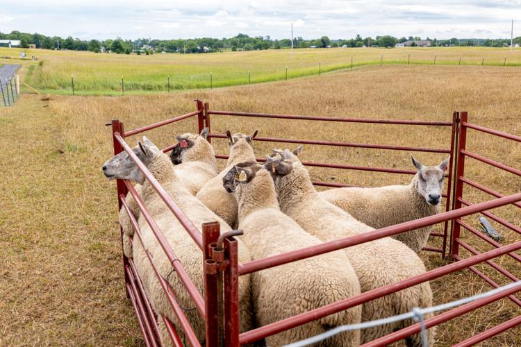 New Zenda Farms sheep keeping collies busy | Pets | nny360.com