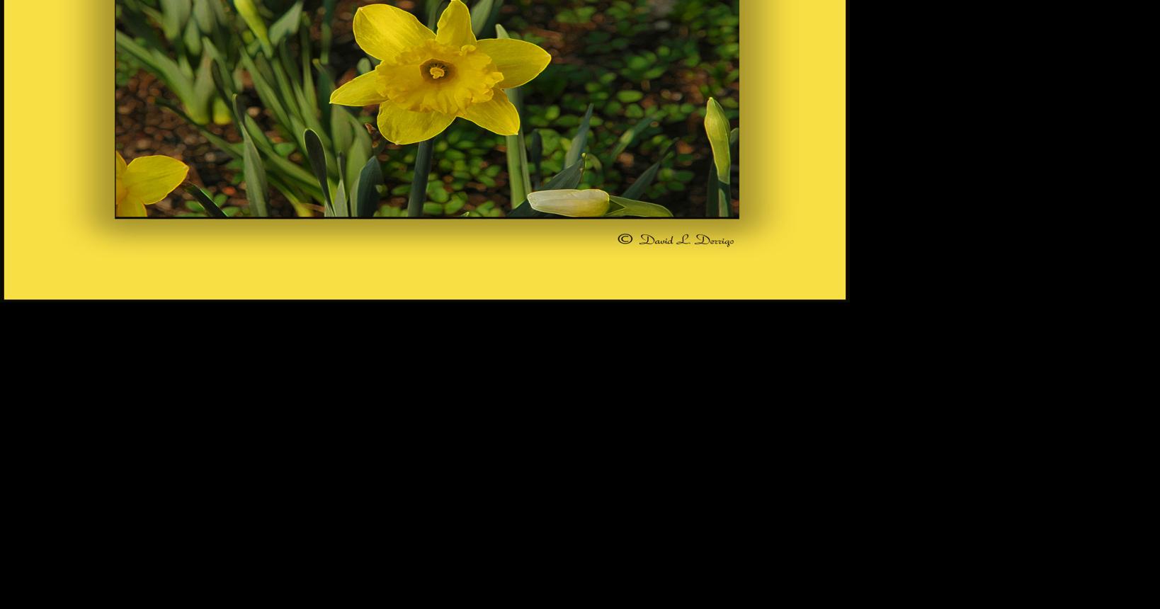 Derrigo: Daffodil | Arts and Life | nny360.com