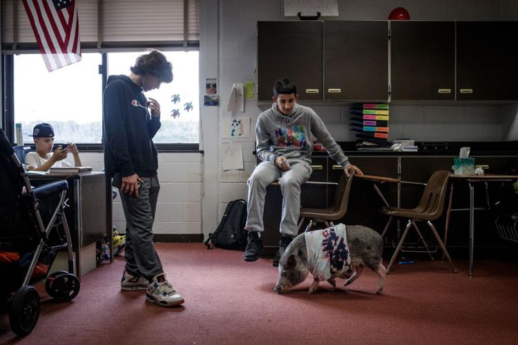 In need? Porkchop the therapy pig is here to save the day | Kidscontent ...