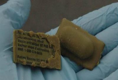 Lewis County rabies bait drop planned | Pets | nny360.com