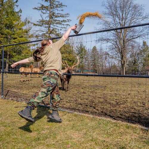 As eclipse viewers look skyward, researchers will be watching animal ...
