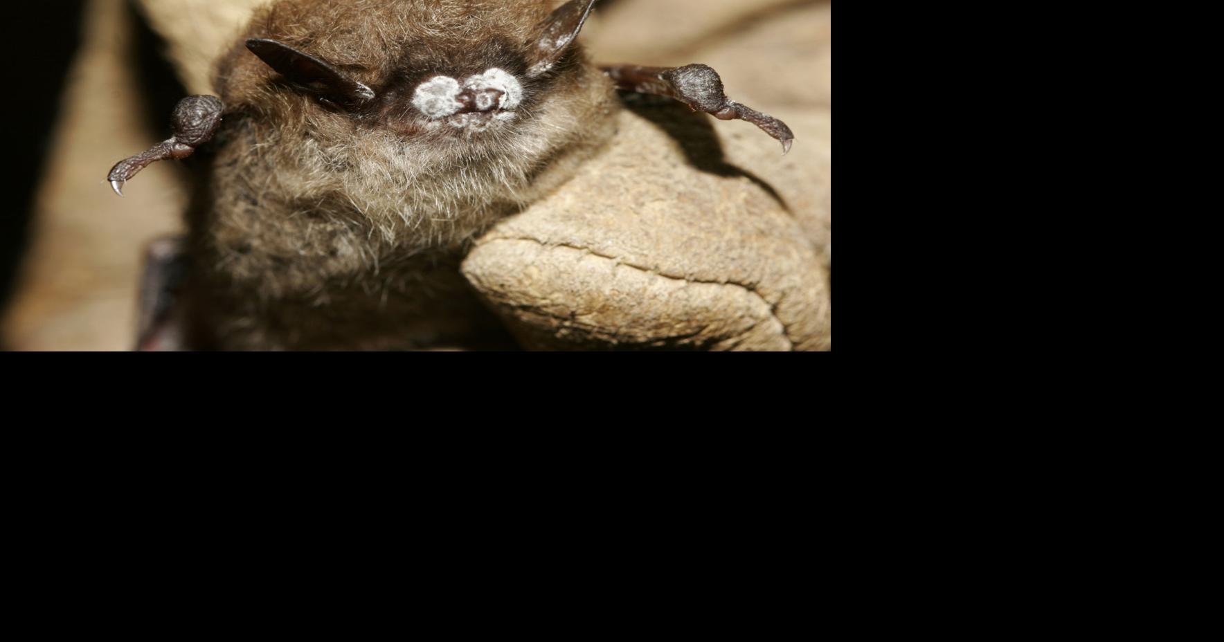 Could UV light help save bats? | News | nny360.com
