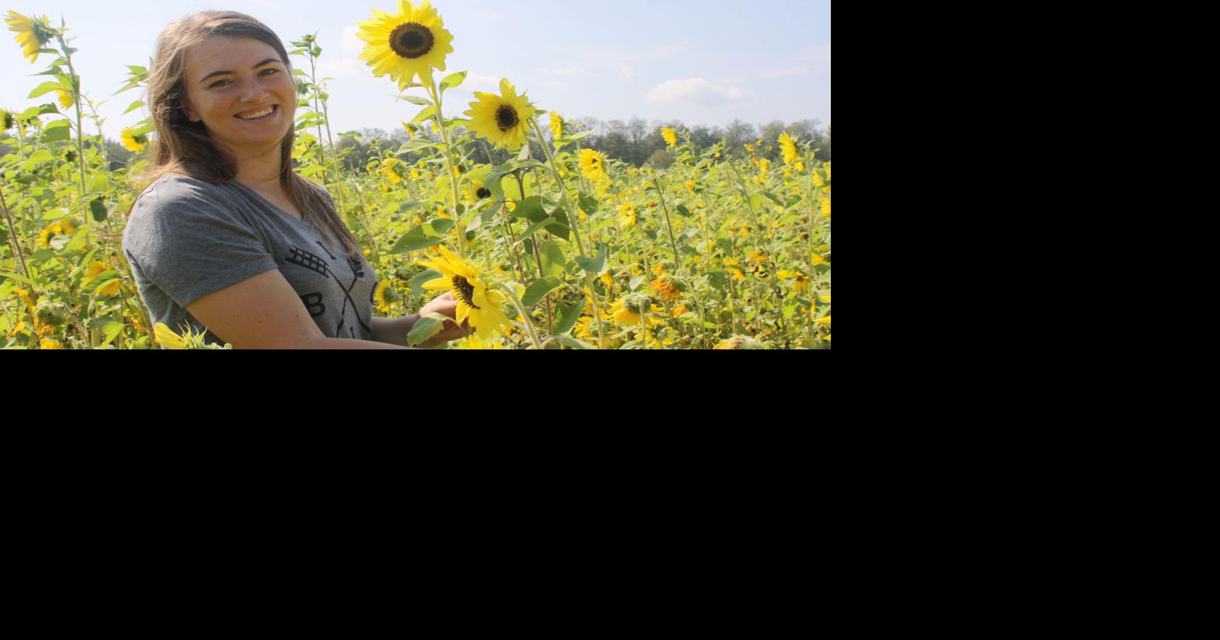 Flowers of the field Sunflowers draw picture takers and pollinators to ...