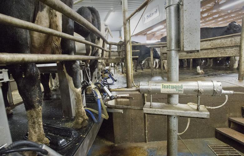 Carousel Milking | News | nny360.com
