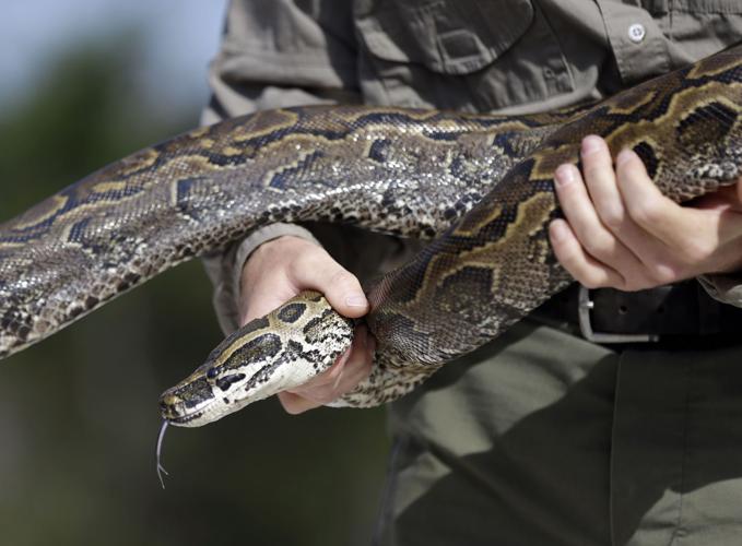 A sneaky snake: Teams hunt for rock pythons in Everglades | News ...