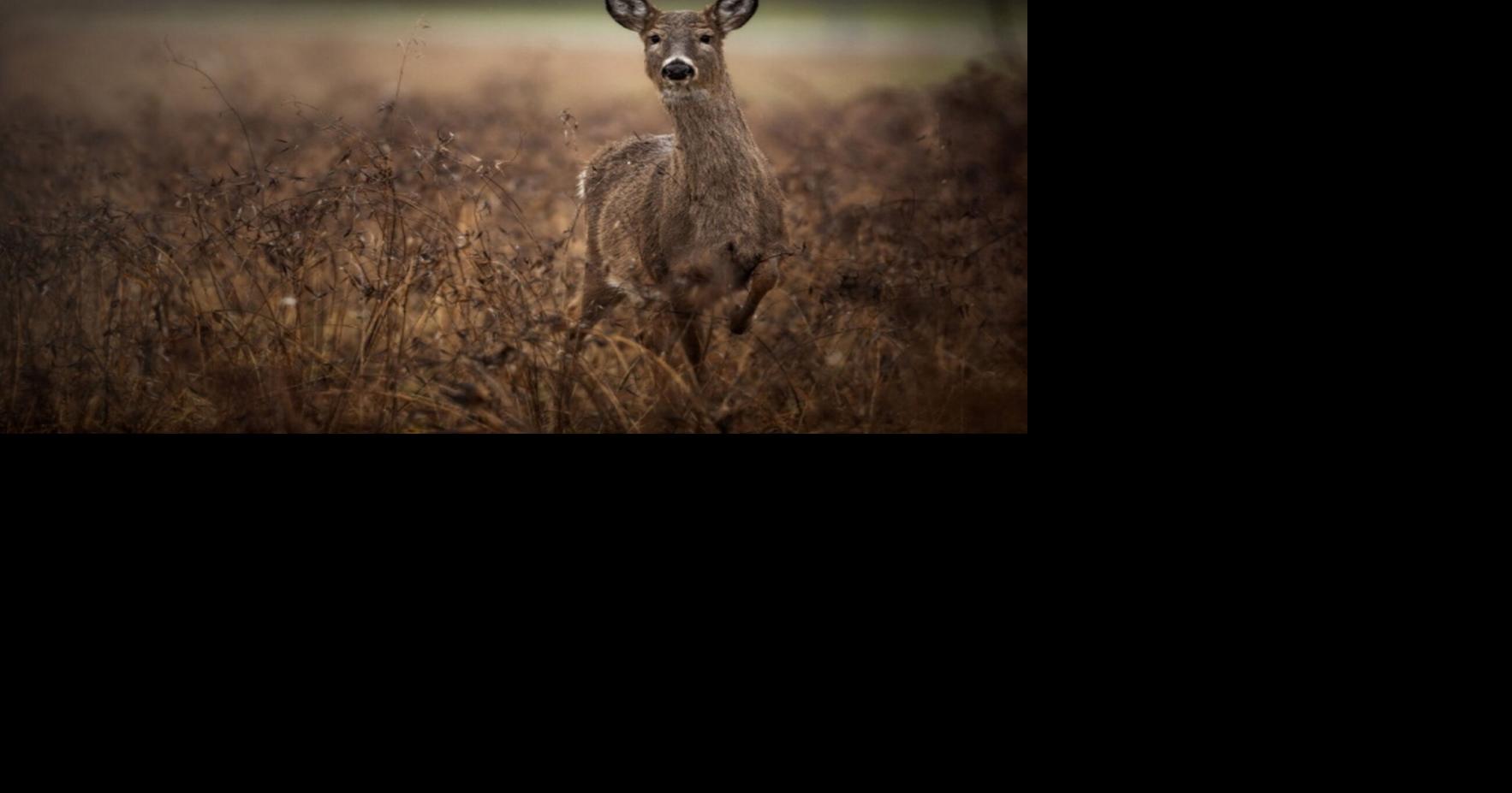 DEC draft of 10-year deer management plan ready for public comment ...