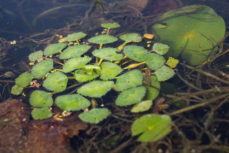 Water chestnut removal effort planned in Heuvelton Aug. 5 | Community ...