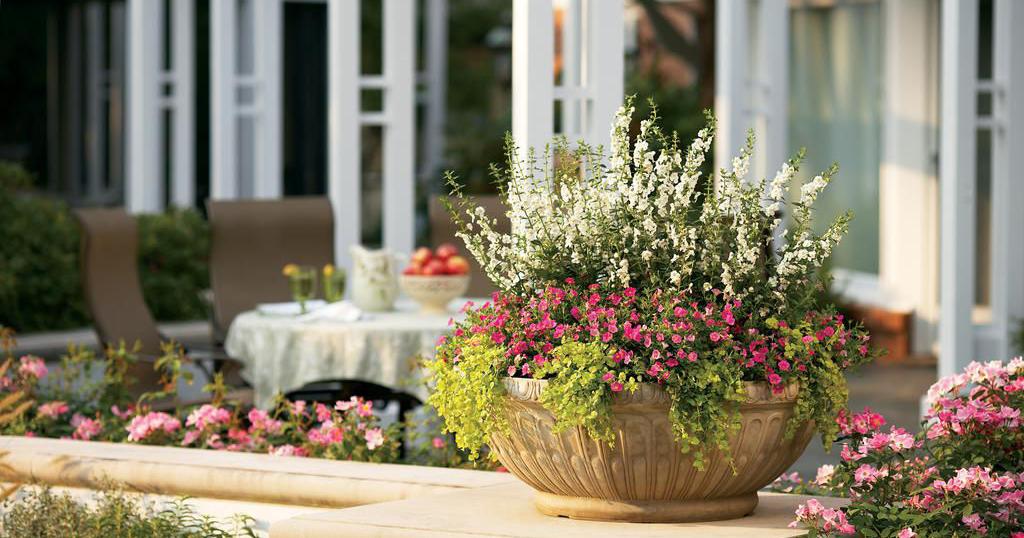 Container culture A guide to growing potted masterpieces | | nny360.com