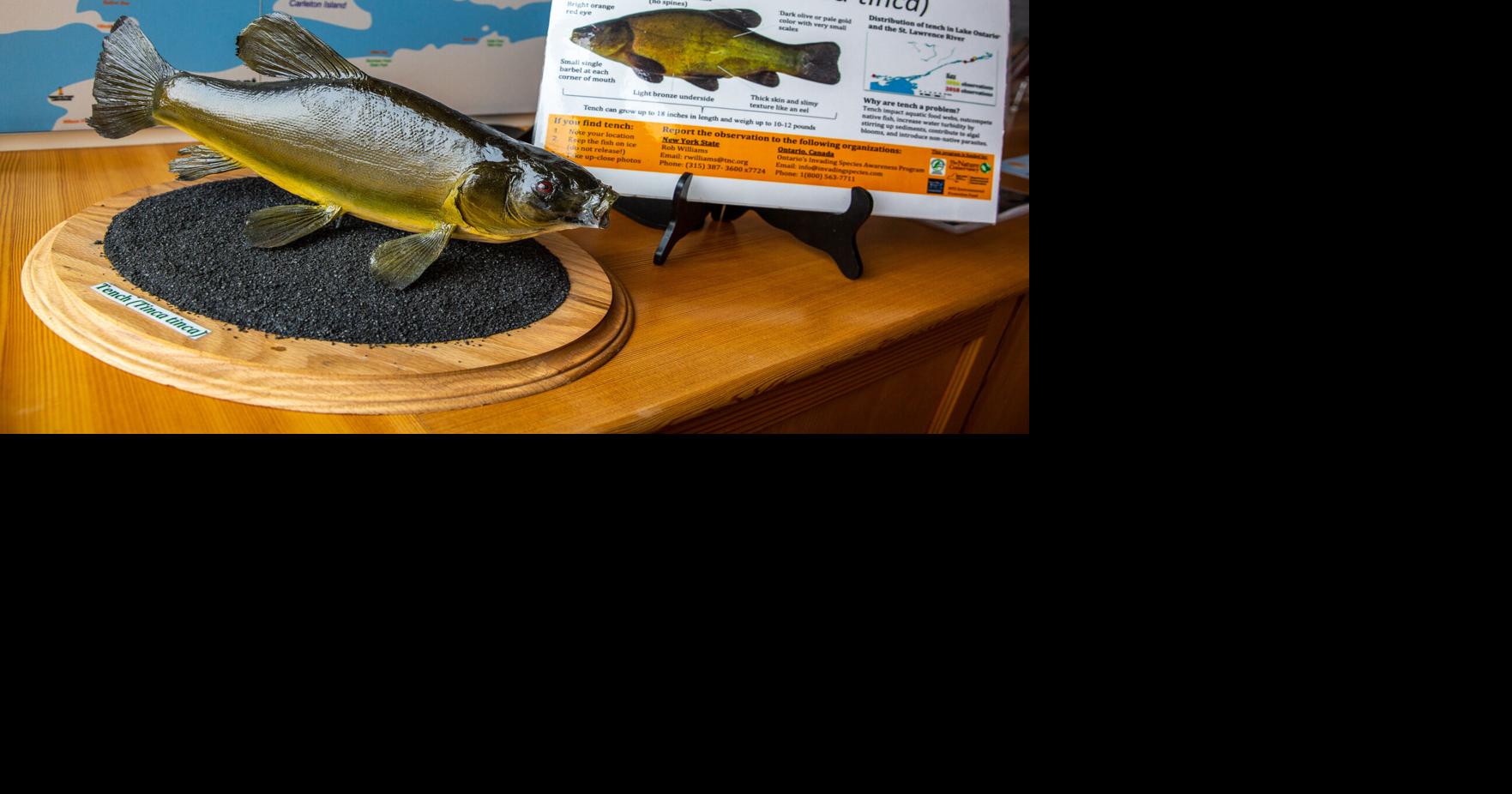 Discovery raises awareness of preventing tench from becoming entrenched ...