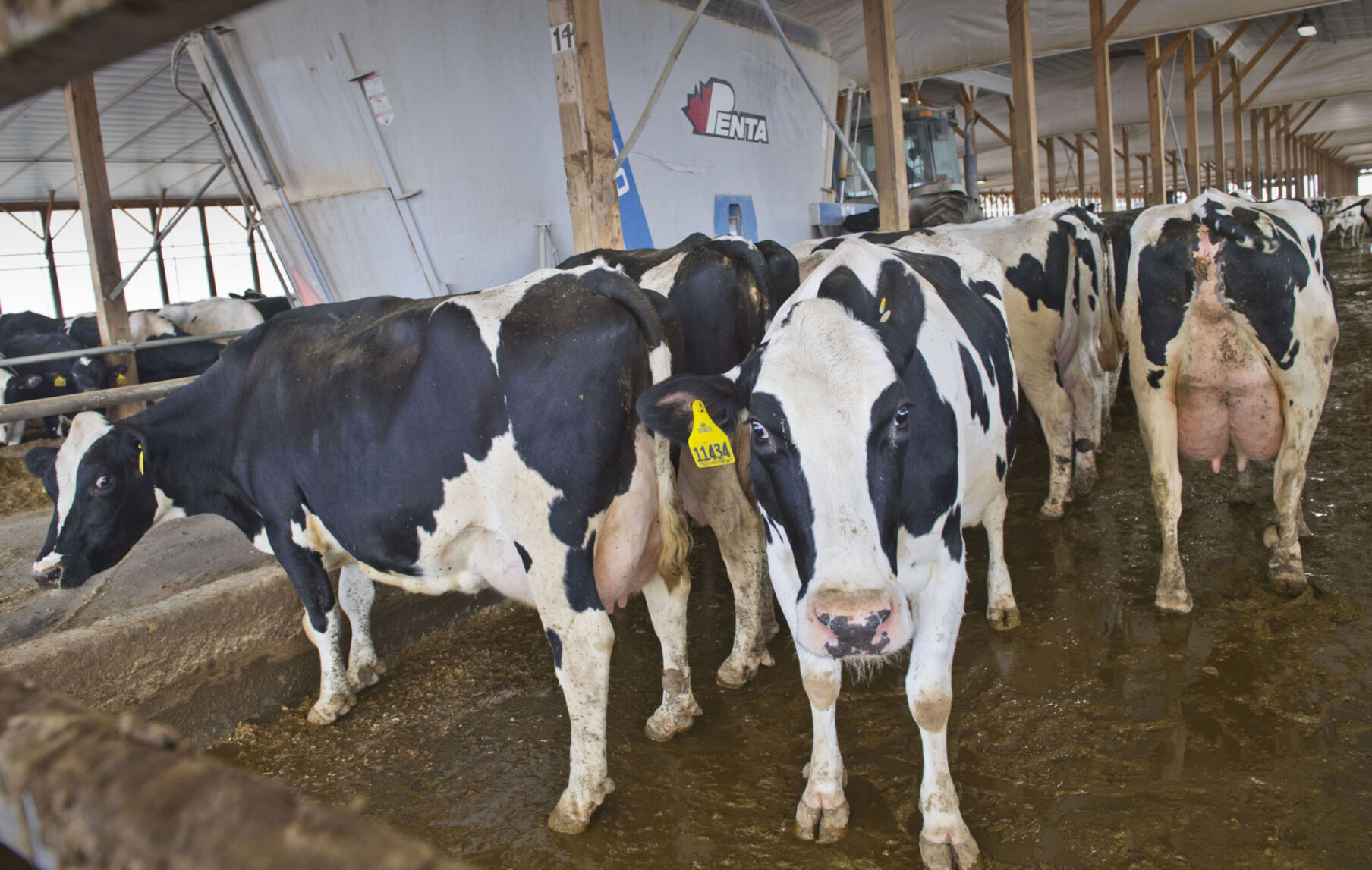 Renewable Natural Gas: Stauffer Farm turns methane from 6,000 cows into ...