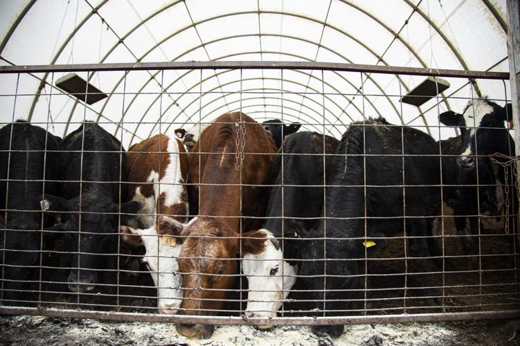 Rodman livestock farm focuses on direct sales to consumers | Jefferson ...