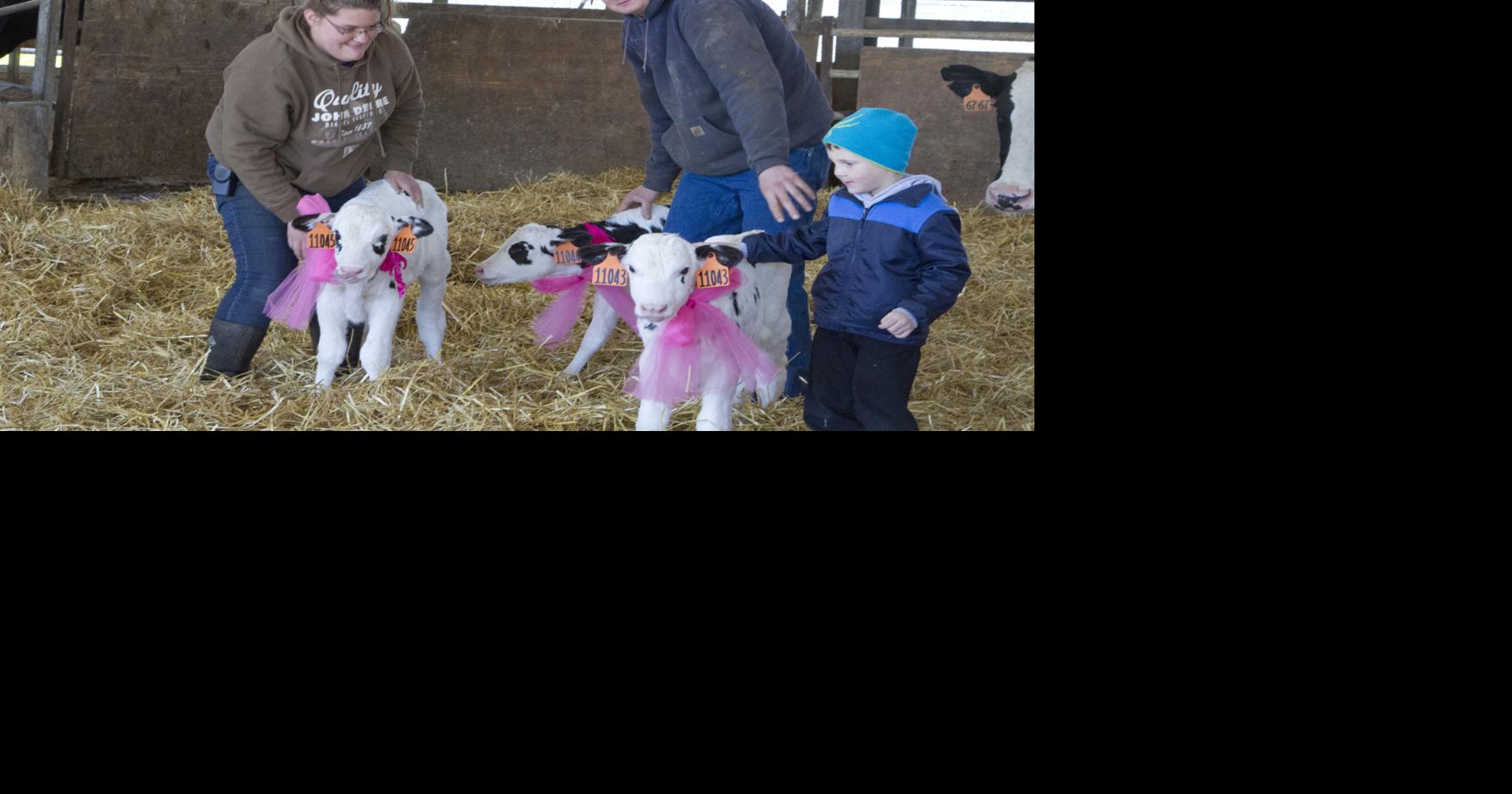 Triplet calves born in Malone | News | nny360.com