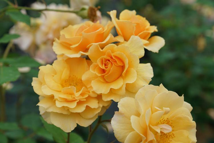 Fragrant new Reminiscent, Rise Up roses make debut | Home and Garden ...