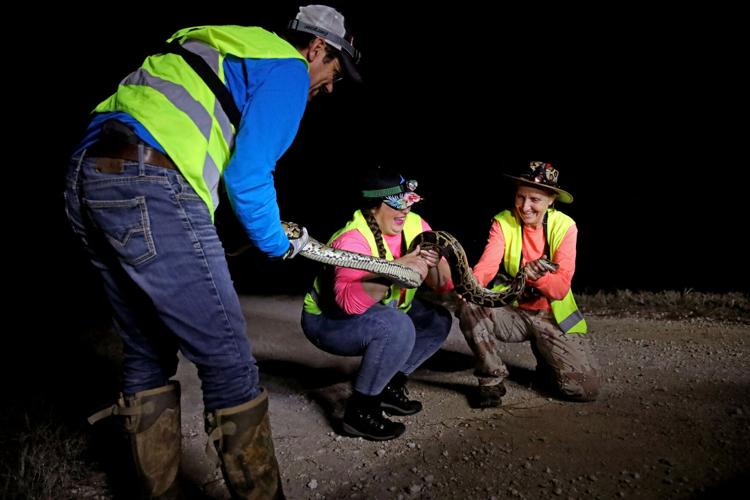 Meet the women hunting giant pythons ‘eating everything’ in the ...