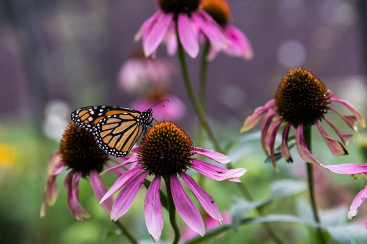 Zoo New York Butterfly House opens Saturday | Kidscontent | nny360.com