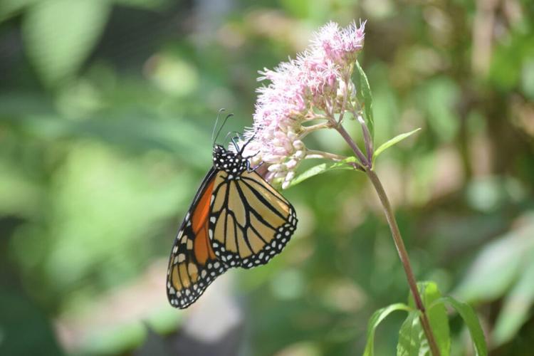 Community pledges to protect monarch butterflies | Kidscontent | nny360.com