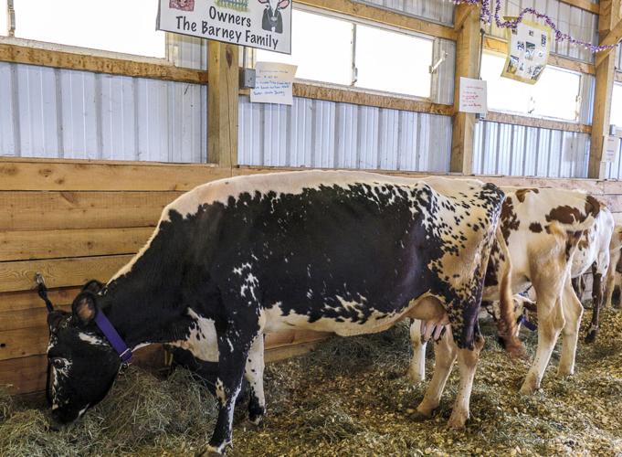 Photos from the Oswego County Fair 2022 | Arts and Entertainment ...