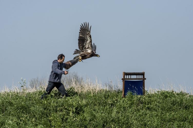 Eagles trained to take out terrorist drones | News | nny360.com