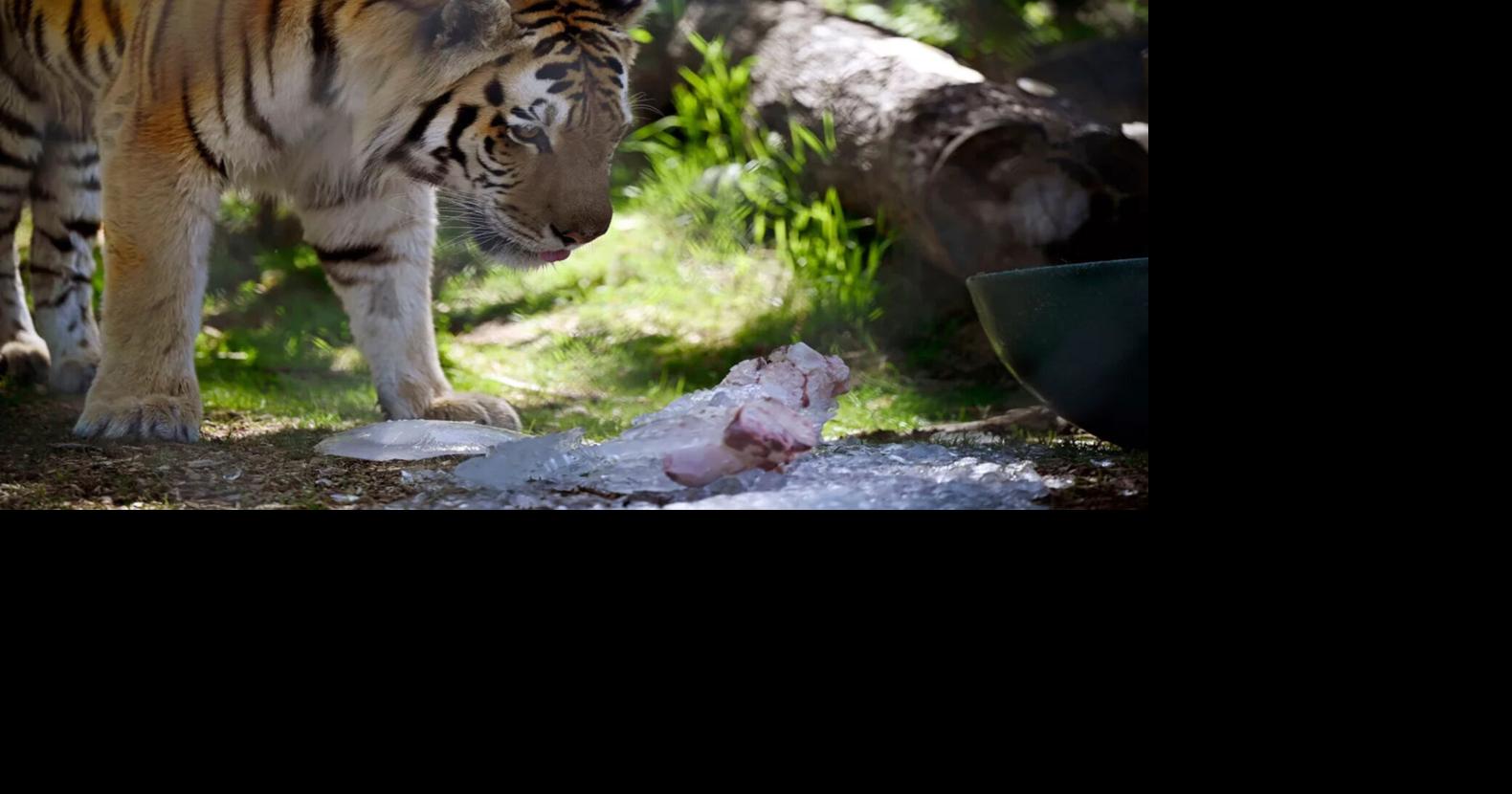 How zookeepers coax animals through heat waves | News | nny360.com
