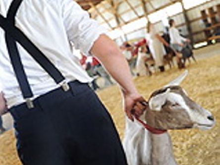 Goat Show Highlights Tuesday At Gouverneur & County Fair Goats take ...