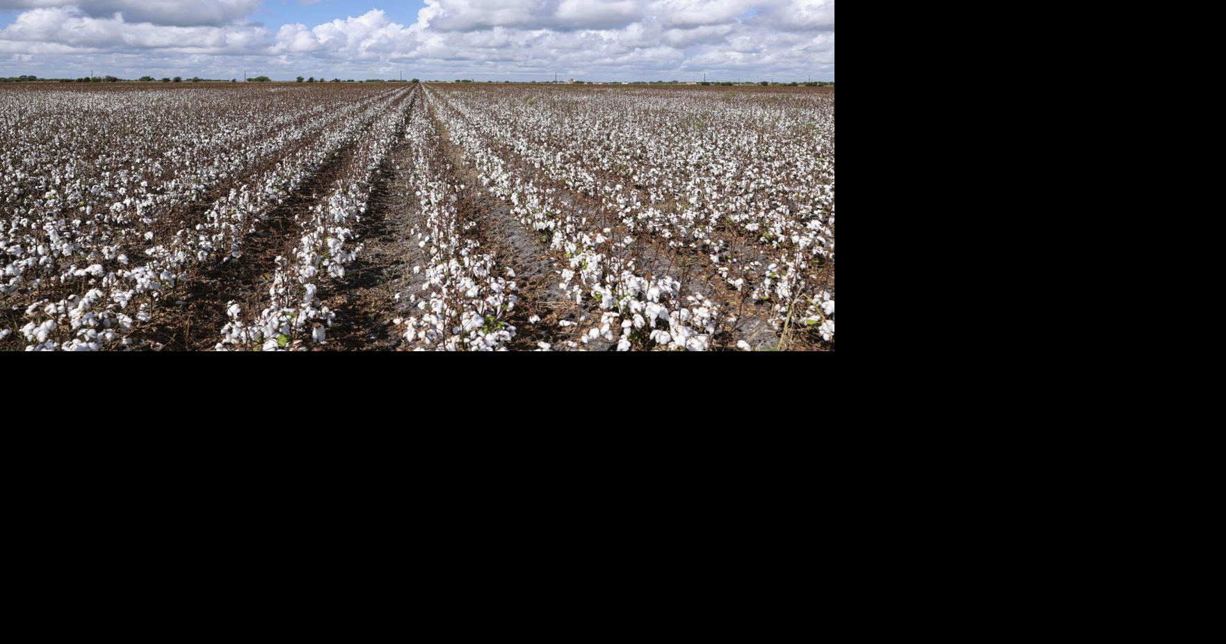 Record-breaking Texas drought withers cotton crop | Agriculture ...