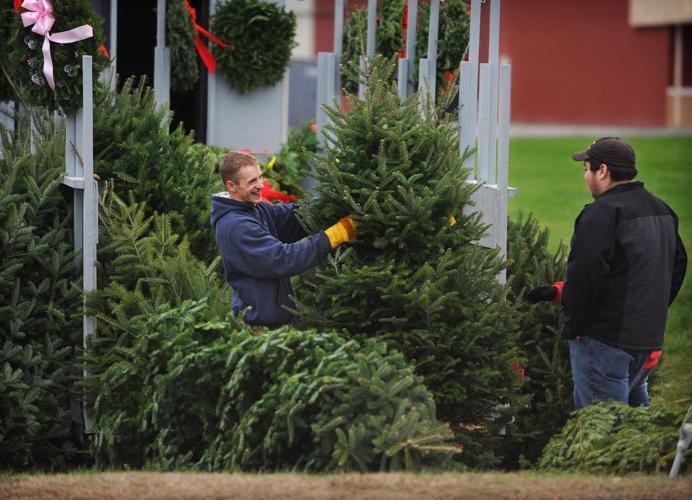 Tree Sales Take Root | News | nny360.com