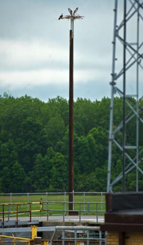 Osprey nests atop prepared pole platform | News | nny360.com