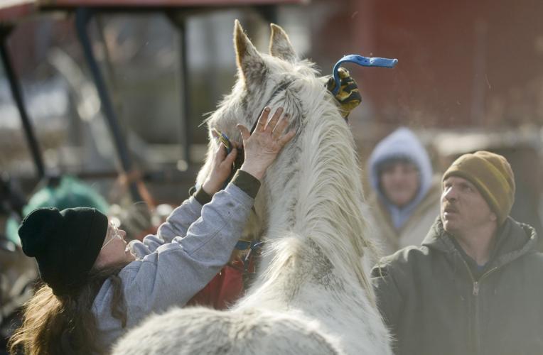 Pair plead guilty to animal cruelty charge | News | nny360.com