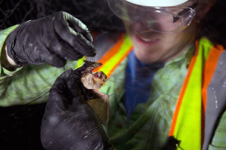 Bats in trees could stall rail yard project | News | nny360.com