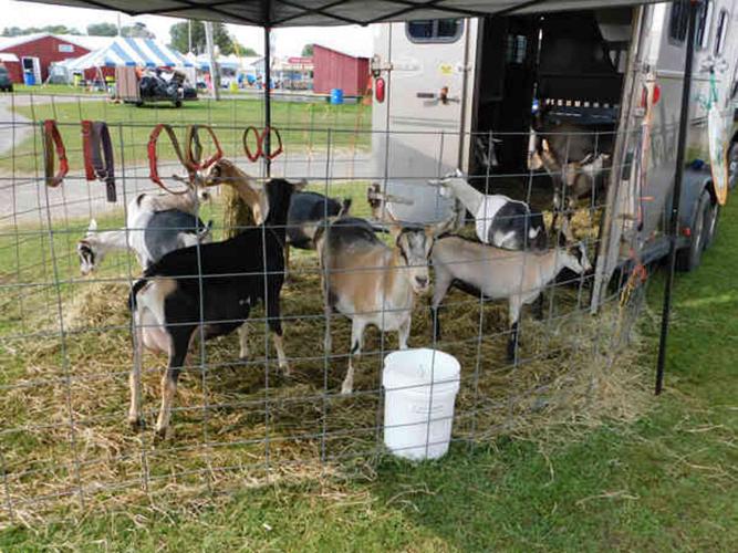 Oswego County Fair opens in August | News | nny360.com