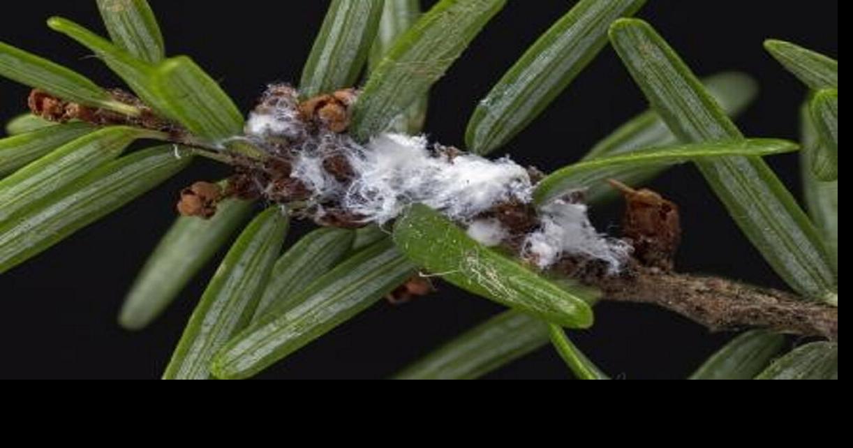 Hikes to help educate about danger of invasive hemlock insect ...