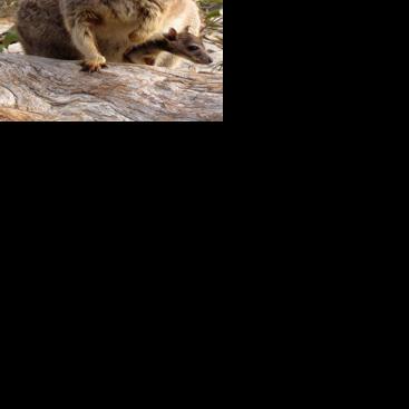 The new thinking on kangaroo farts | Arts and Life | nny360.com