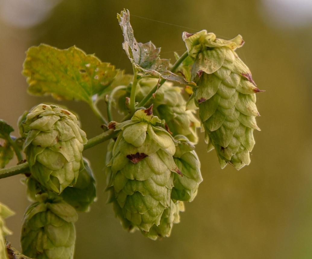 Hops breeding program at Cornell hopes to develop more state varieties ...