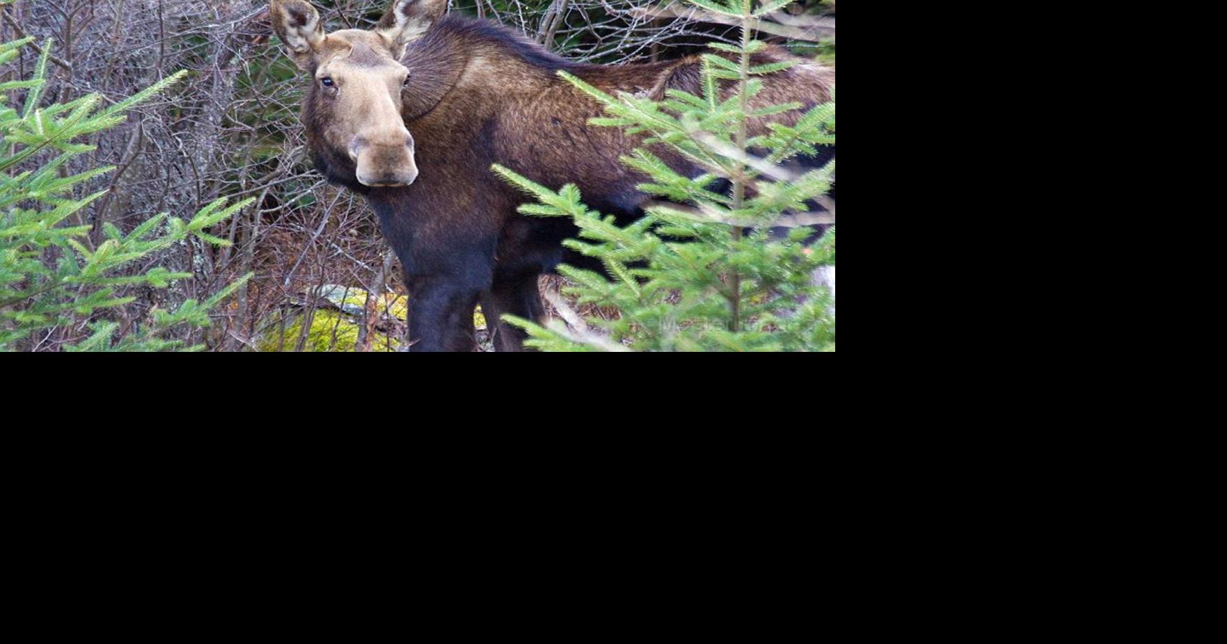 Editorial — Catching a glimpse: State DEC seeking information on moose ...