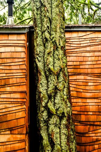 Treehouse hotel sits in an otherworldly forest near Seattle | Travel ...