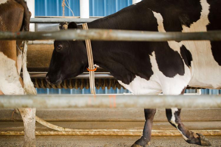 ‘Cow Fitbits’ and artificial intelligence are coming to the dairy farm ...