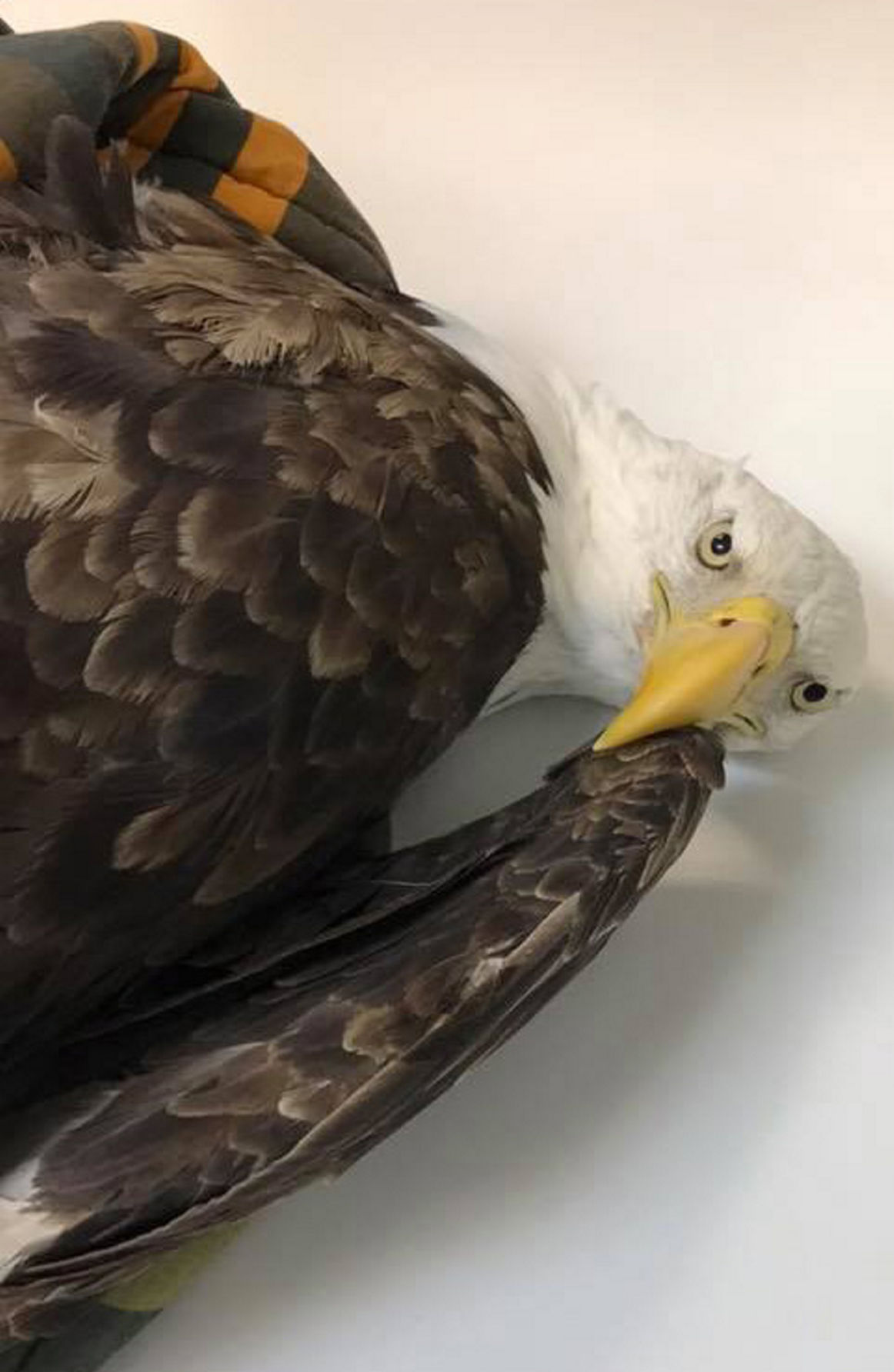 Medical team treating injured bald eagle | News | nny360.com