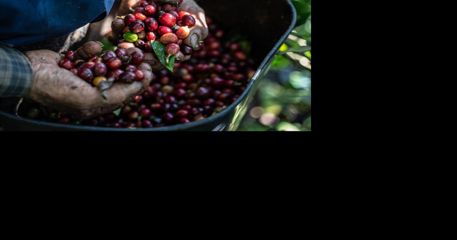 Costly coffee is here | Food and Drink | nny360.com