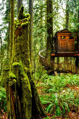 Treehouse hotel sits in an otherworldly forest near Seattle | Travel ...